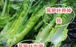 莴苣叶子的功效与作用_莴苣叶子有什么禁忌