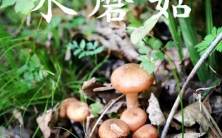 榛蘑长在什么地方_榛蘑生长环境