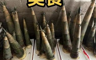 麻竹笋怎么保存_麻竹笋图片大全 麻竹笋怎么保存_麻竹笋图片大全