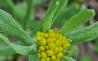 鼠曲草的功效与作用_鼠曲草图片长什么样