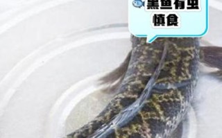 黑鱼为什么脏_黑鱼污染真相