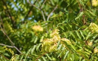 臭椿的功效与作用_臭椿能治疗什么病