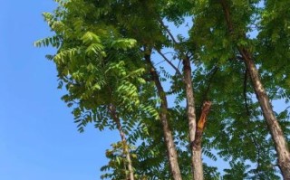 香椿树种在门前风水好吗_香椿树最佳种植方位