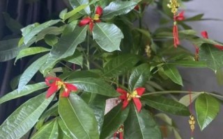 风水里最吉祥的花是什么_如何摆放才旺运