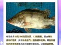 哪种鳜鱼最贵_鳜鱼价格排行榜