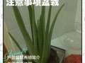 芦荟怎么养在家里_芦荟多久浇一次水