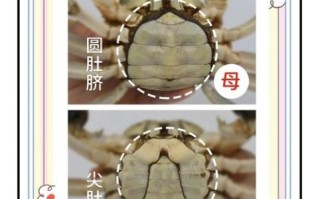 大闸蟹公母大小对比_几两重才好吃