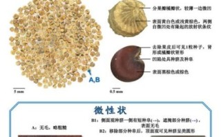 冬葵子别名苘麻子吗_冬葵子与苘麻子区别