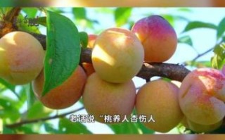 桃养人杏伤人李子树下埋死人_真相是什么