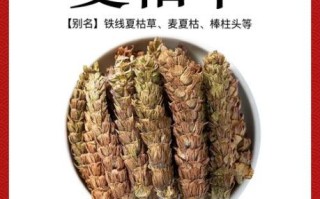 夏枯草能治甲状腺结节吗_夏枯草功效作用与主治