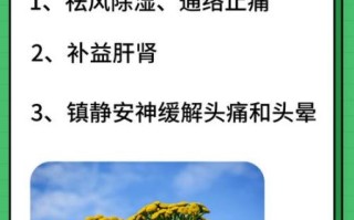 男人吃天麻壮阳吗_天麻对男性性功能有效吗