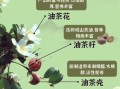 油茶的功效与作用_油茶对身体有哪些好处