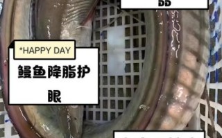 河鳗的营养价值_河鳗的功效与作用