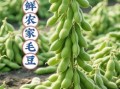 毛豆的营养价值_毛豆的功效与作用有哪些