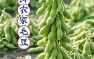 毛豆的营养价值_毛豆的功效与作用有哪些