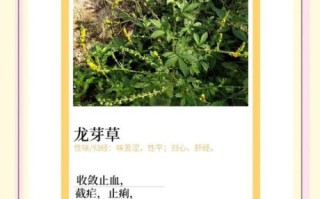 龙芽草的功效与作用_龙芽草怎么泡水喝