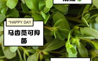 马苋菜煮水喝的功效_马苋菜水怎么煮