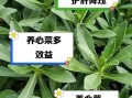 养心菜怎么种植_养心菜种植方法步骤
