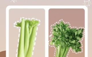 香芹怎么保存_香芹和芹菜的区别