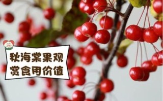 海棠果有几种_海棠果品种大全