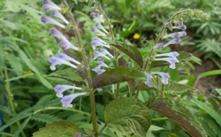 半枝莲图片大全_如何辨别真假半枝莲