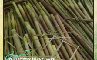 笋子有哪几种图片_新鲜竹笋品种图鉴