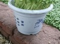 青豆苗的营养价值_青豆苗的功效与作用