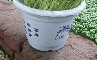 青豆苗的营养价值_青豆苗的功效与作用