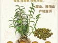 铁皮石斛怎么吃_铁皮石斛有什么功效
