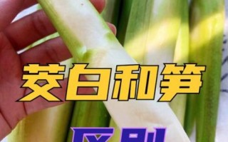茭白是笋类吗_茭白和竹笋的区别