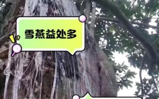 雪燕的功效与副作用_雪燕怎么吃才安全