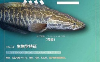 黑鱼有毒吗_黑鱼毒素真相