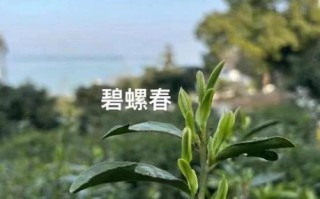 正宗碧螺春产地哪里最好_核心产区有哪些