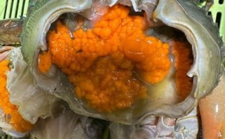 蟹黄是什么味道_蟹黄吃起来像什么