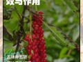 五味子泡水喝的功效与作用_禁忌有哪些