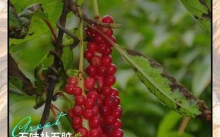 五味子泡水喝的功效与作用_禁忌有哪些