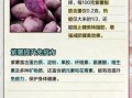 紫番薯的功效与作用_紫番薯怎么吃最营养