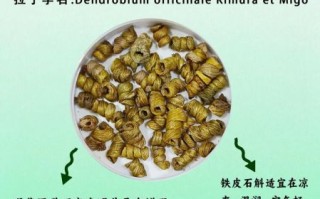 铁皮石斛的功效与作用及食用方法_怎么吃最有效