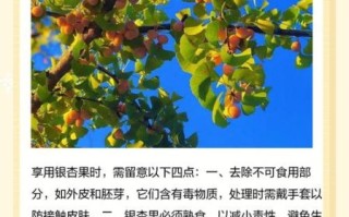 银杏果的吃法有几种_银杏果怎么吃才安全