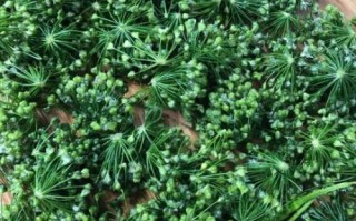 自制韭菜花怎么保存_韭菜花酱做法窍门