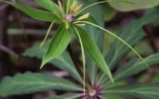 七叶一枝花功效与作用_七叶一枝花怎么种植