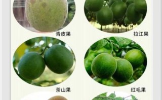 润肺的水果有哪些_润肺的水果有哪几种