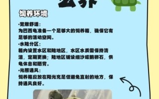 巴西龟怎么分公母_巴西龟公母区别图解