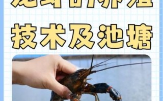龙虾养殖技术_如何提高龙虾成活率