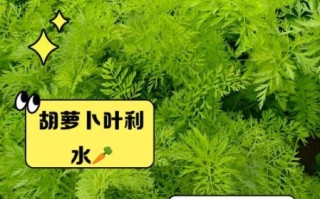 胡萝卜叶可以吃吗_胡萝卜叶的吃法大全