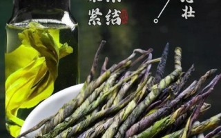 苦丁茶多少钱一斤_苦丁茶价格为什么差距大