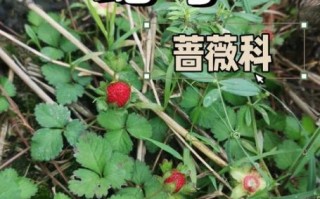 蛇莓有毒吗_蛇莓能吃吗