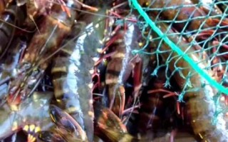 草虾怎么养_草虾养殖技术要点