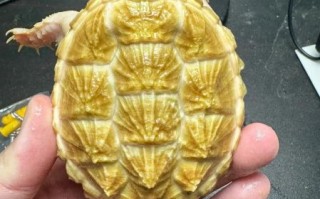 鳄龟认主人吗_鳄龟多久认主