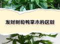 鹅掌柴为什么叫发财树_发财树和鹅掌柴的区别
